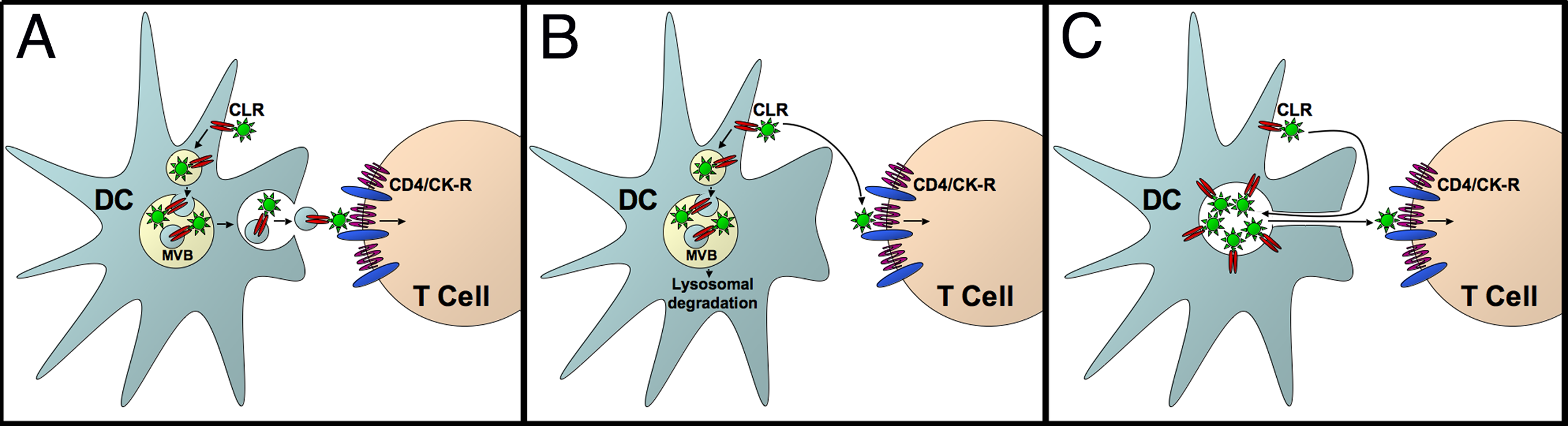 Longkanker: Dendritische celtherapie plus gemoduleerde T-cellen naast ...
